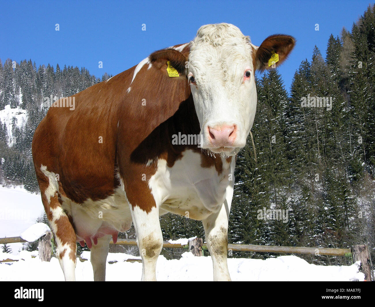 German simmenthal cattle hi-res stock photography and images - Alamy