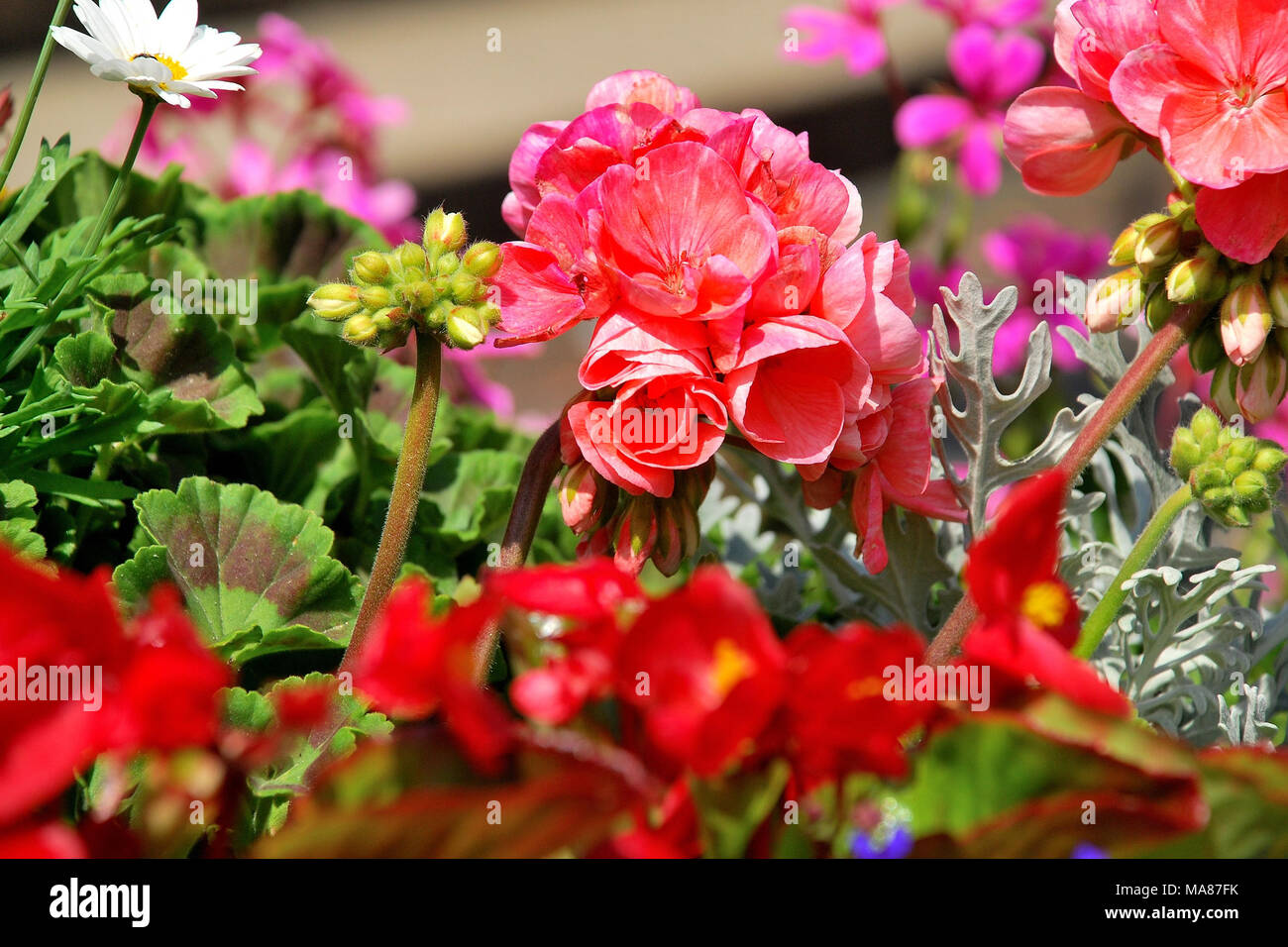 Beautiful colourful flowers, somewhere in Scheveningen, Den Haag, The ...