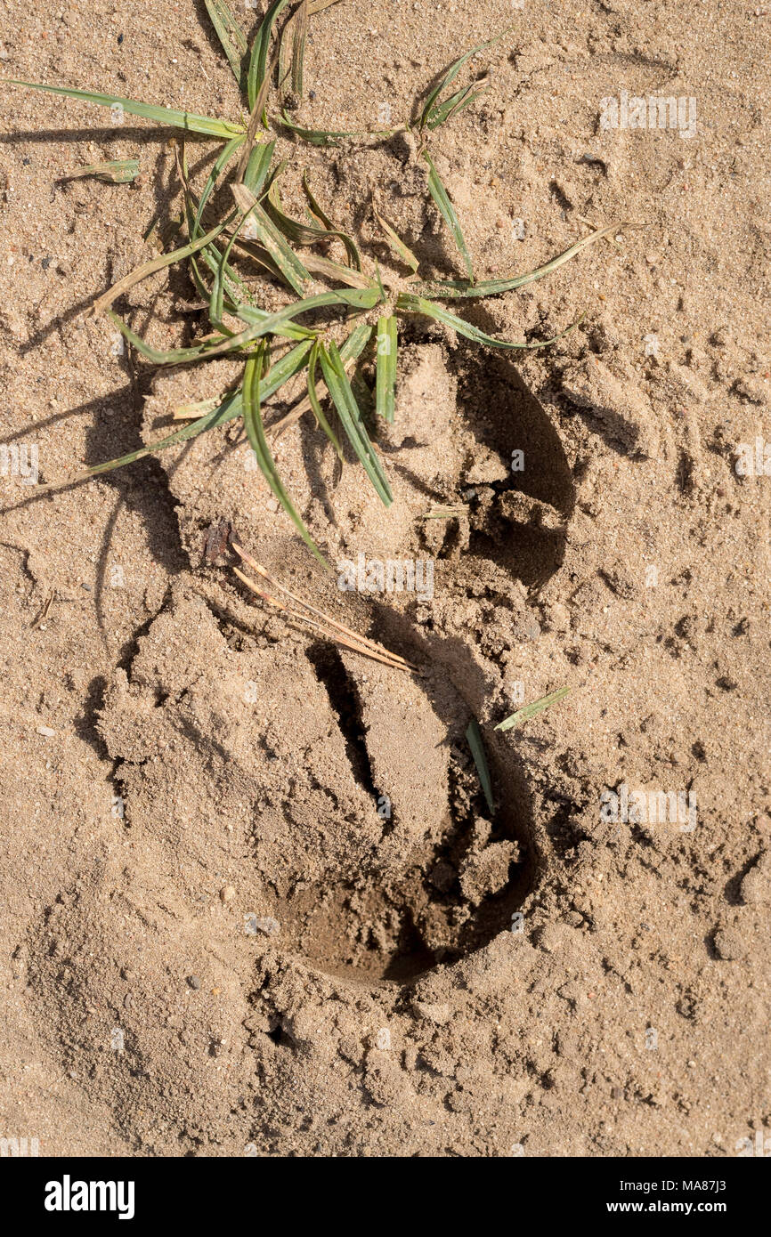 Deer footprint hi-res stock photography and images - Alamy