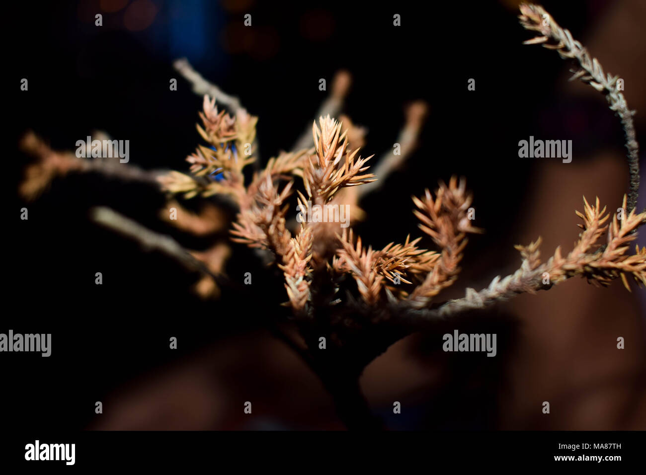 Chinese bonsai pots hi-res stock photography and images - Alamy