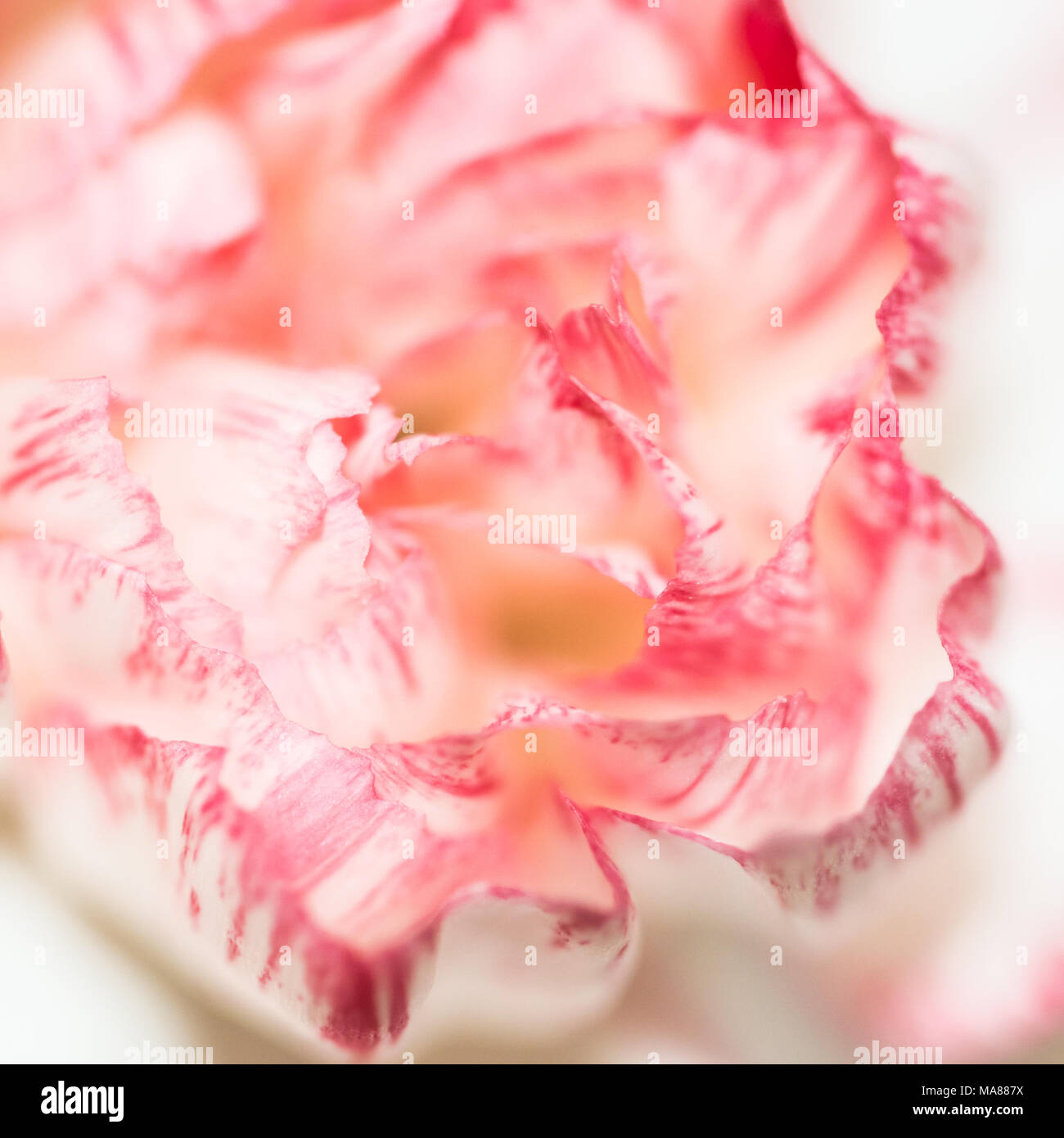 Carnation bloom hi-res stock photography and images - Alamy