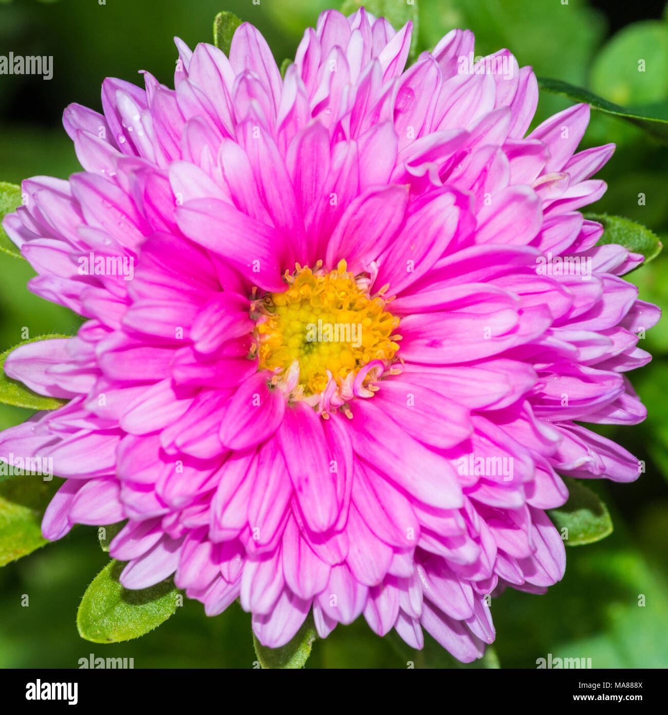 Pink aster flower hi-res stock photography and images - Alamy