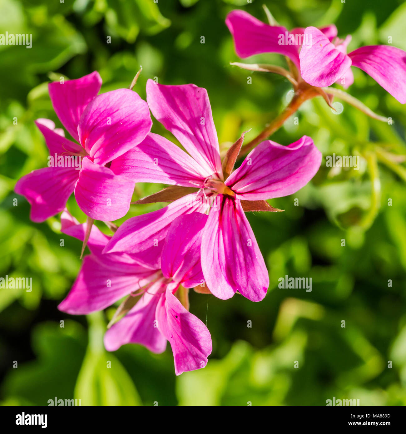 Geranium trailing hi-res stock photography and images - Alamy