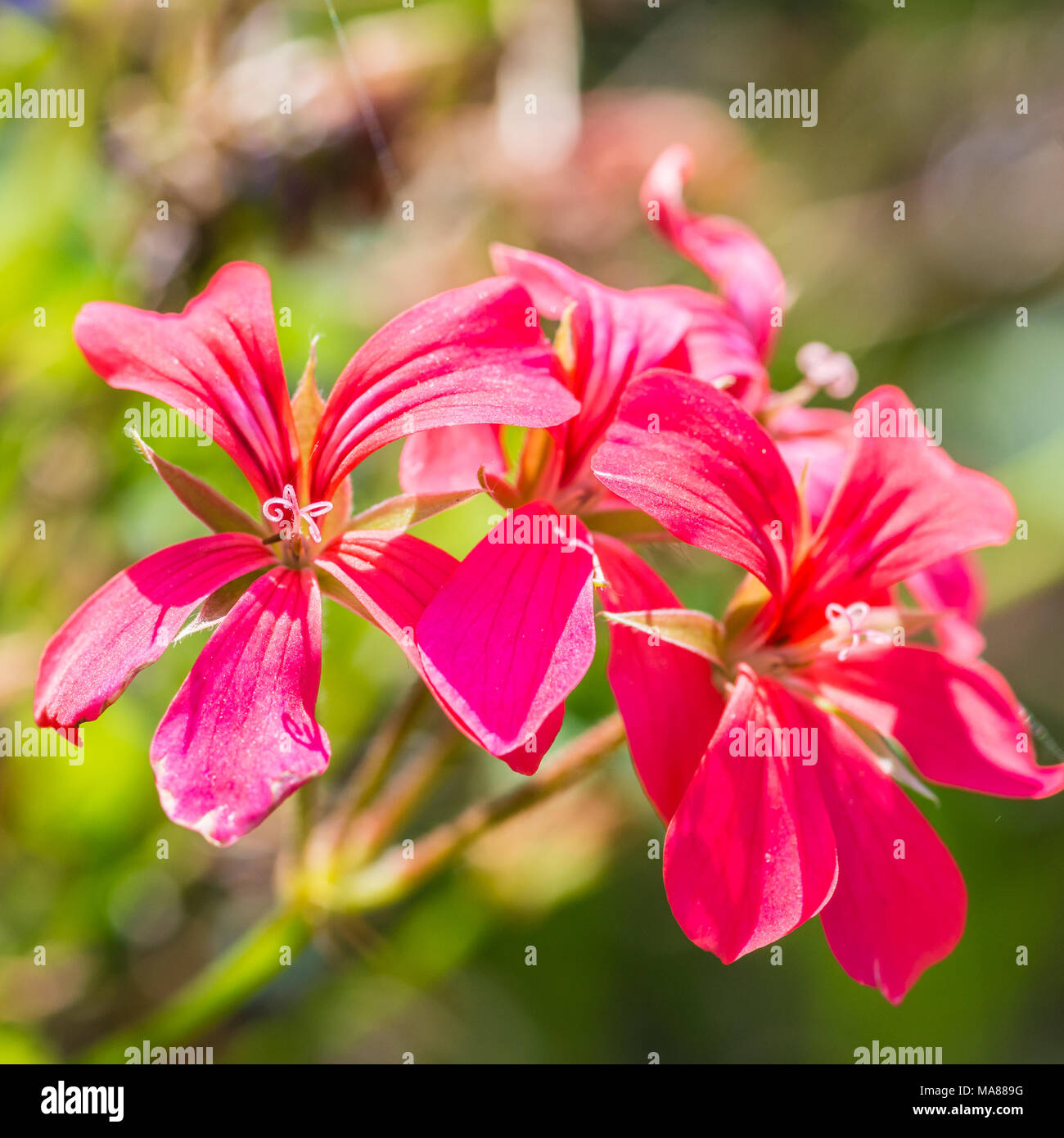 Geranium trailing hi-res stock photography and images - Alamy