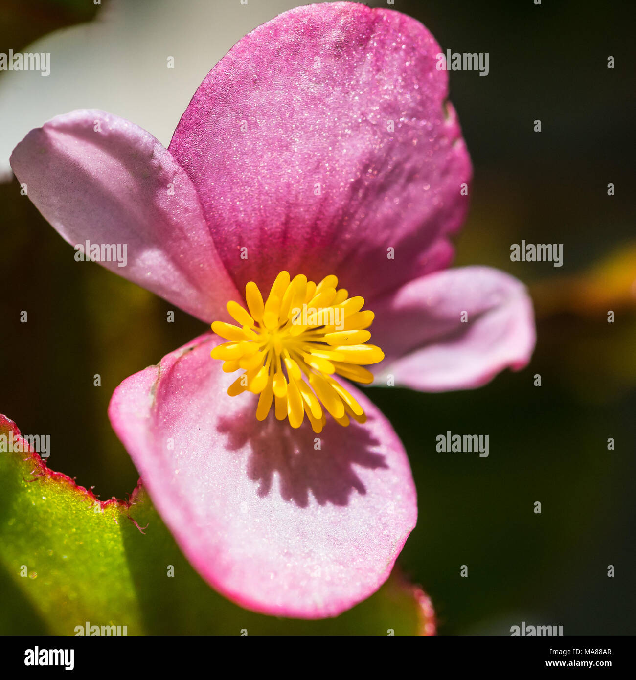 Begonia lotto hi-res stock photography and images - Alamy