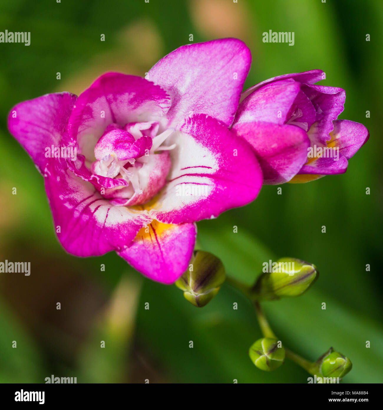 Pink freesia flower hi-res stock photography and images - Alamy