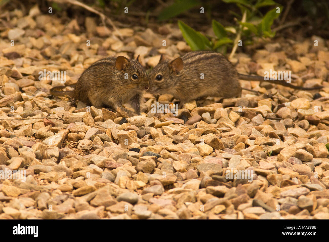 Field mice hi-res stock photography and images - Alamy