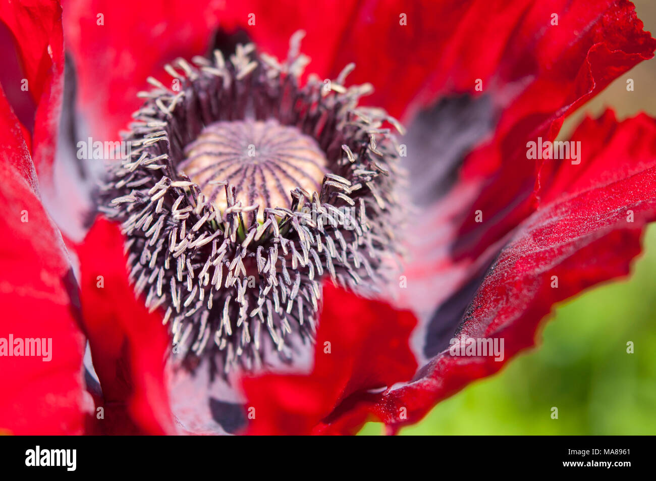 Close up of a large red Poppy flower and its pollen laden anthers. A ...