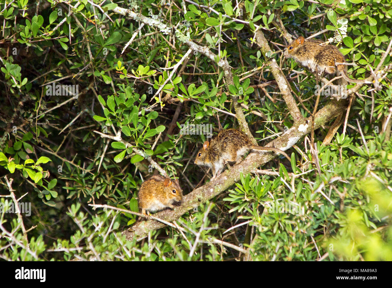 Mice drying in the sun on a cold winter's morning Stock Photo - Alamy
