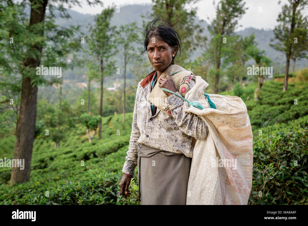 Portrait of a tea picker Stock Photo - Alamy