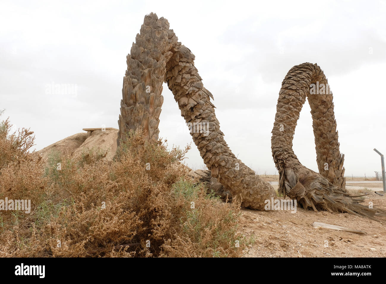 Trunks of dead palm trees in the Jordan valley Israel Stock Photo - Alamy