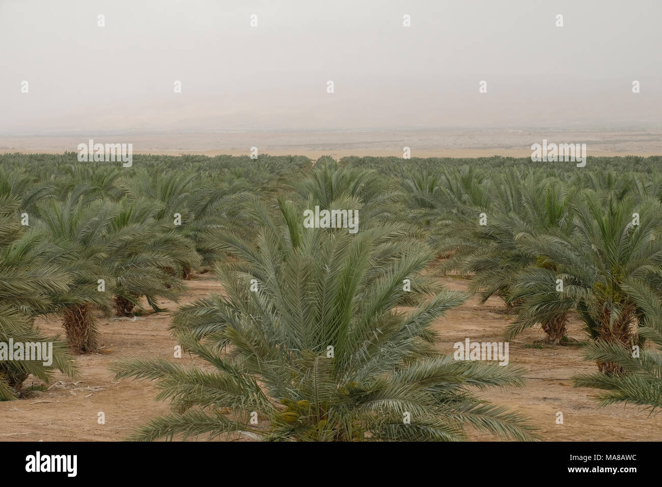 Palm tree plantation in the Jordan valley West Bank Israel Stock Photo ...