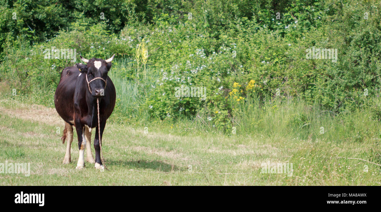 Goofy cow hi-res stock photography and images - Alamy