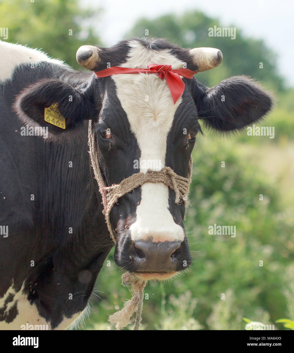 Goofy cow hi-res stock photography and images - Alamy