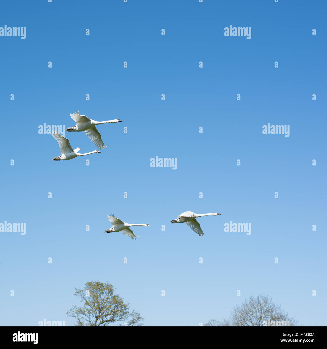 Wedge Formation High Resolution Stock Photography and Images - Alamy