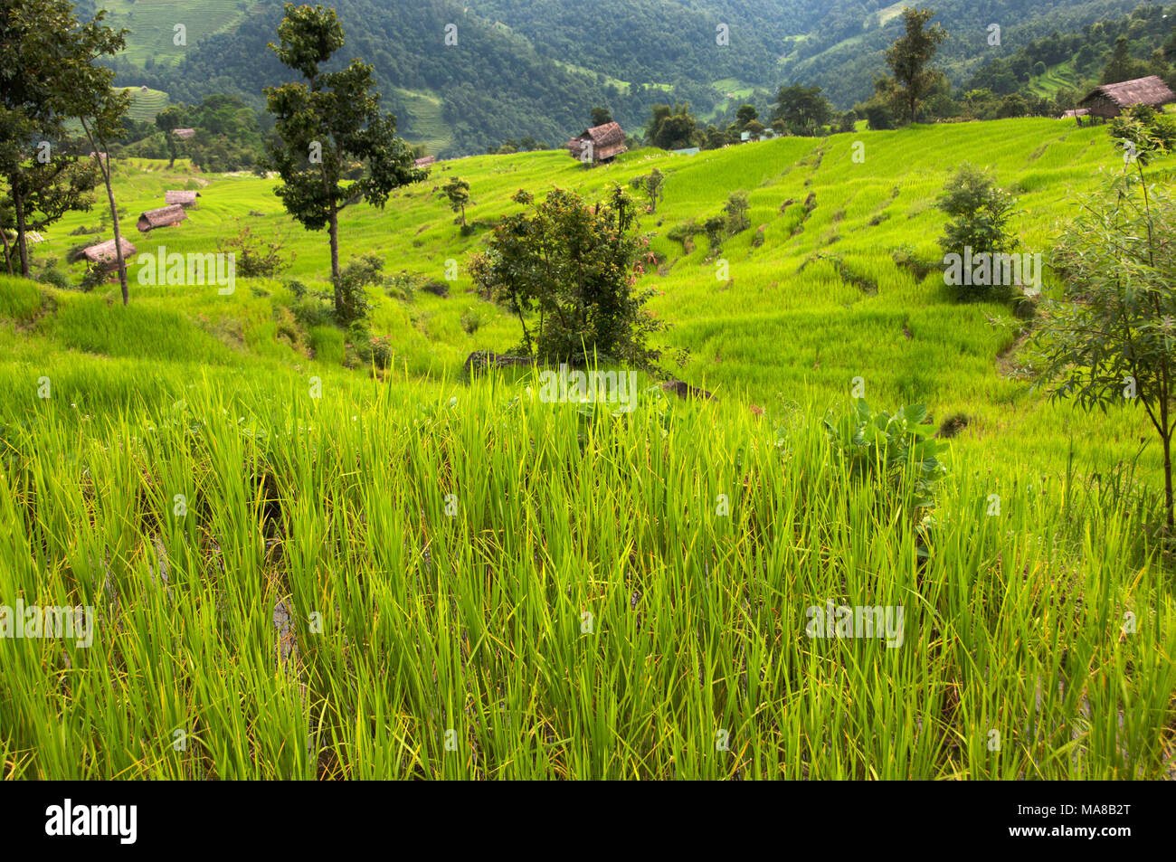 Nepal 2014. Pangma. Rice fields Stock Photo - Alamy