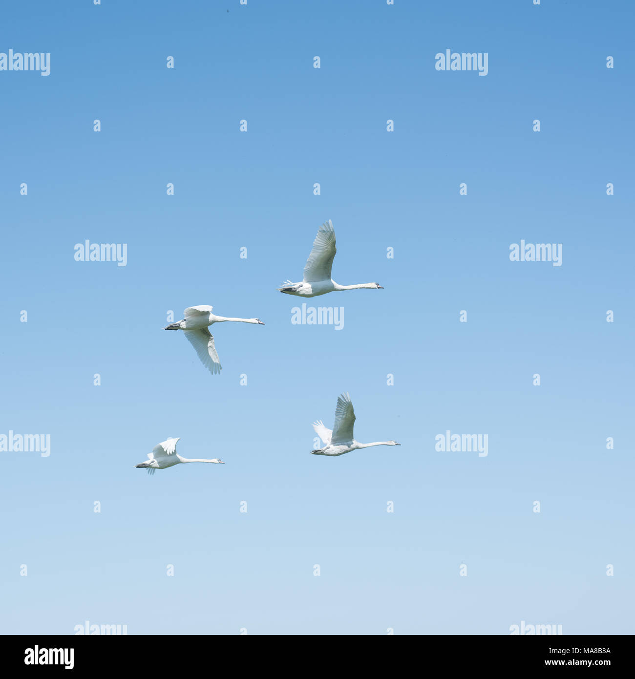 Swans Formation High Resolution Stock Photography and Images - Alamy