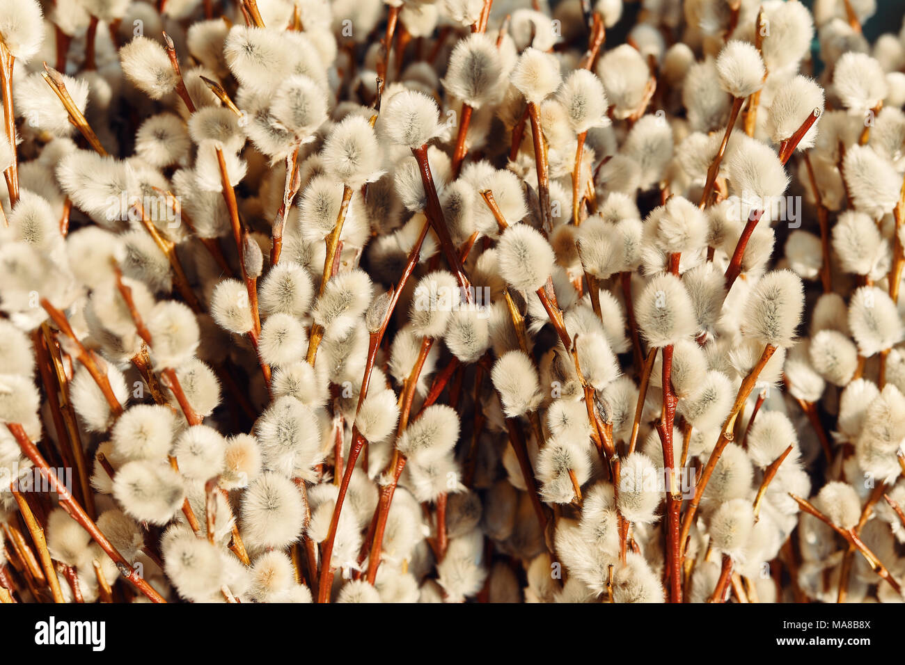 Willow close up photo, spring time Stock Photo - Alamy