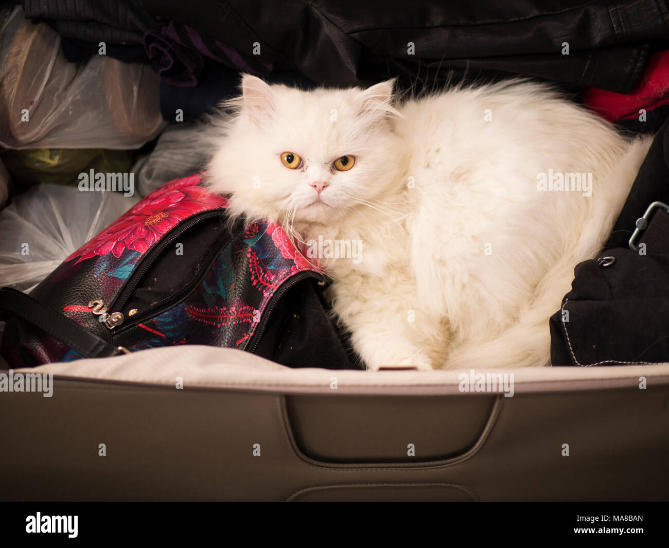 White cat in a suitcase Stock Photo - Alamy