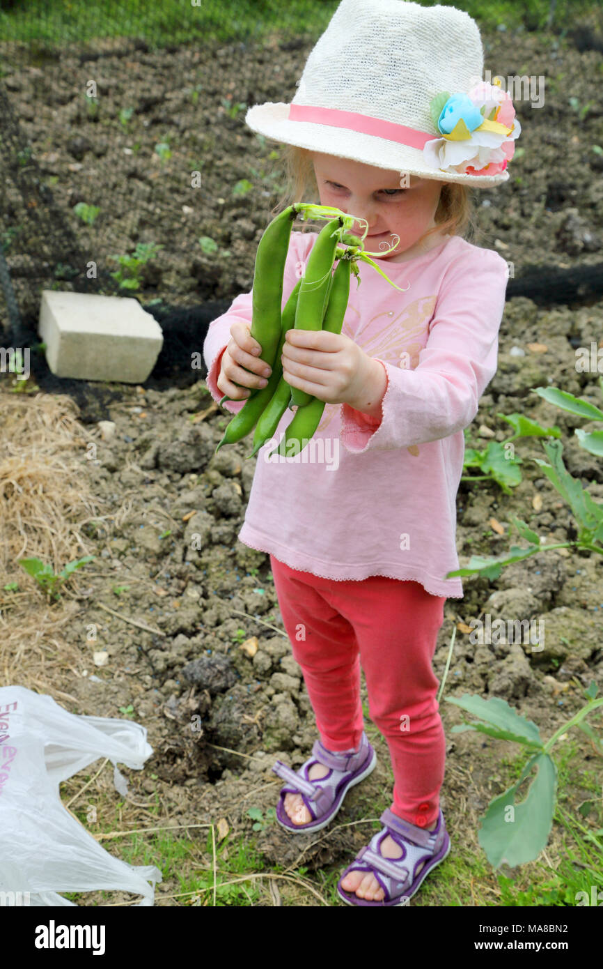little girl picking crops at the allotment in burgess hill west sussex ...