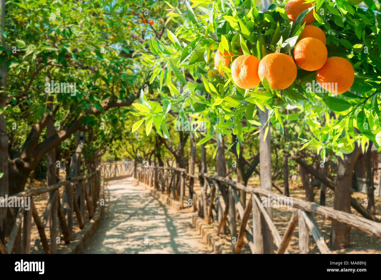 Tangerine tree garden Stock Photo - Alamy