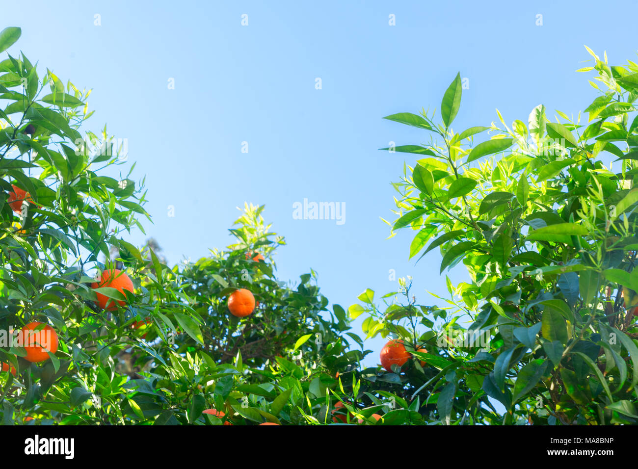 Tangerine tree garden Stock Photo - Alamy