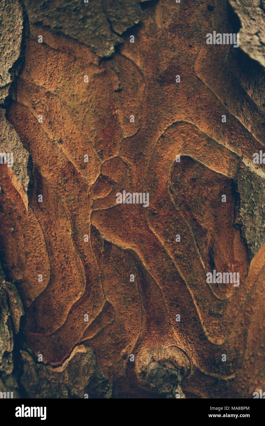 Wrinkle bark hi-res stock photography and images - Alamy