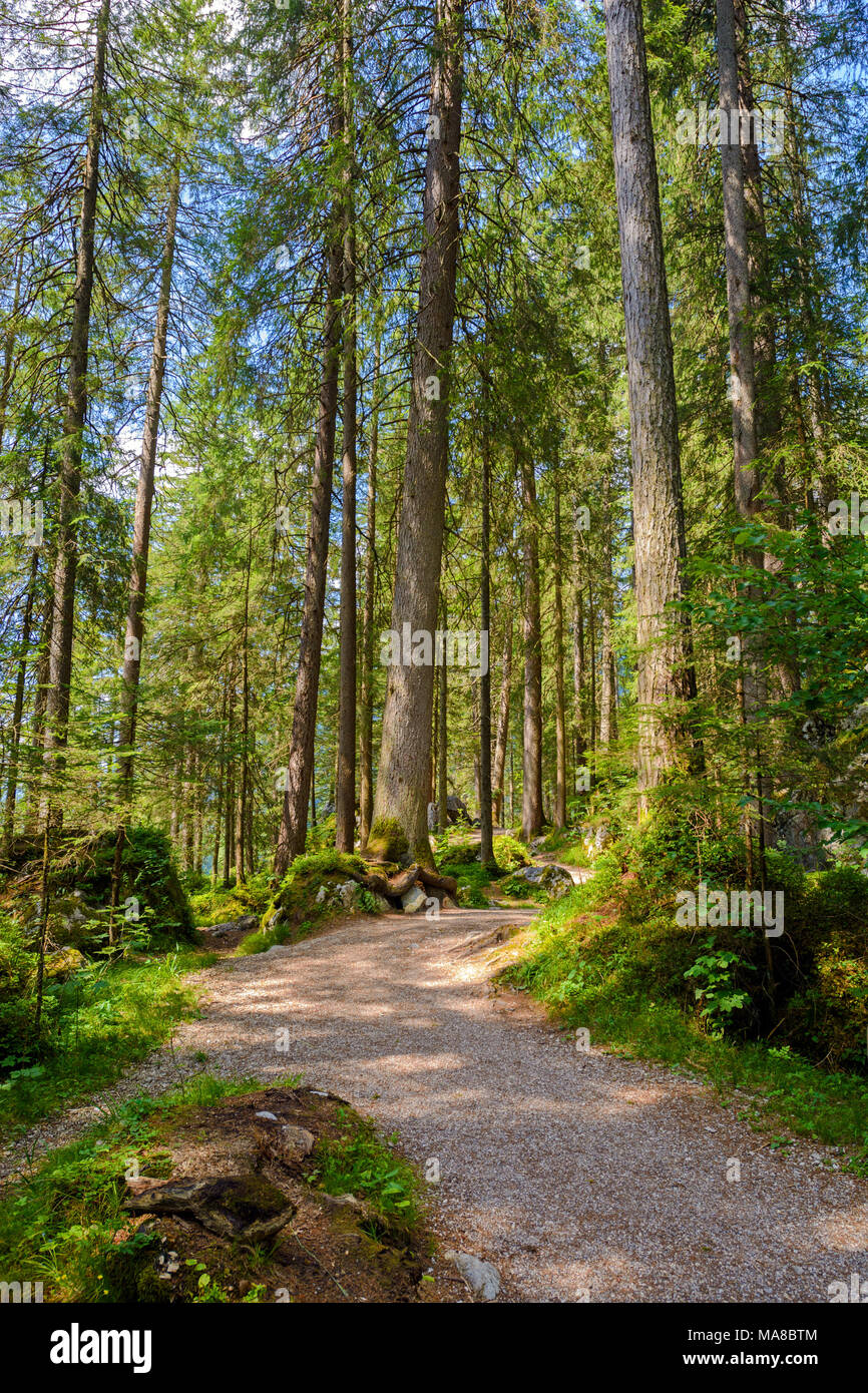 Footpath in pine trees, Alps Stock Photo - Alamy