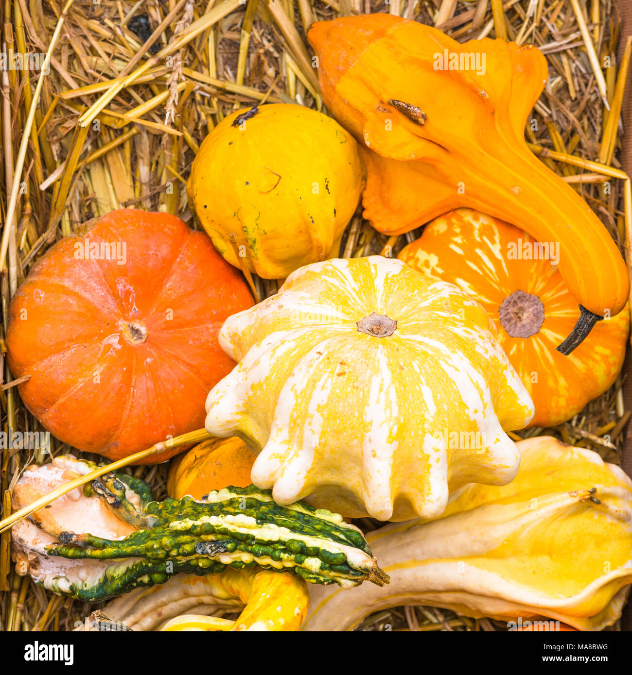 Large variety of pumpkins of different shapes on sale at Campo de ...