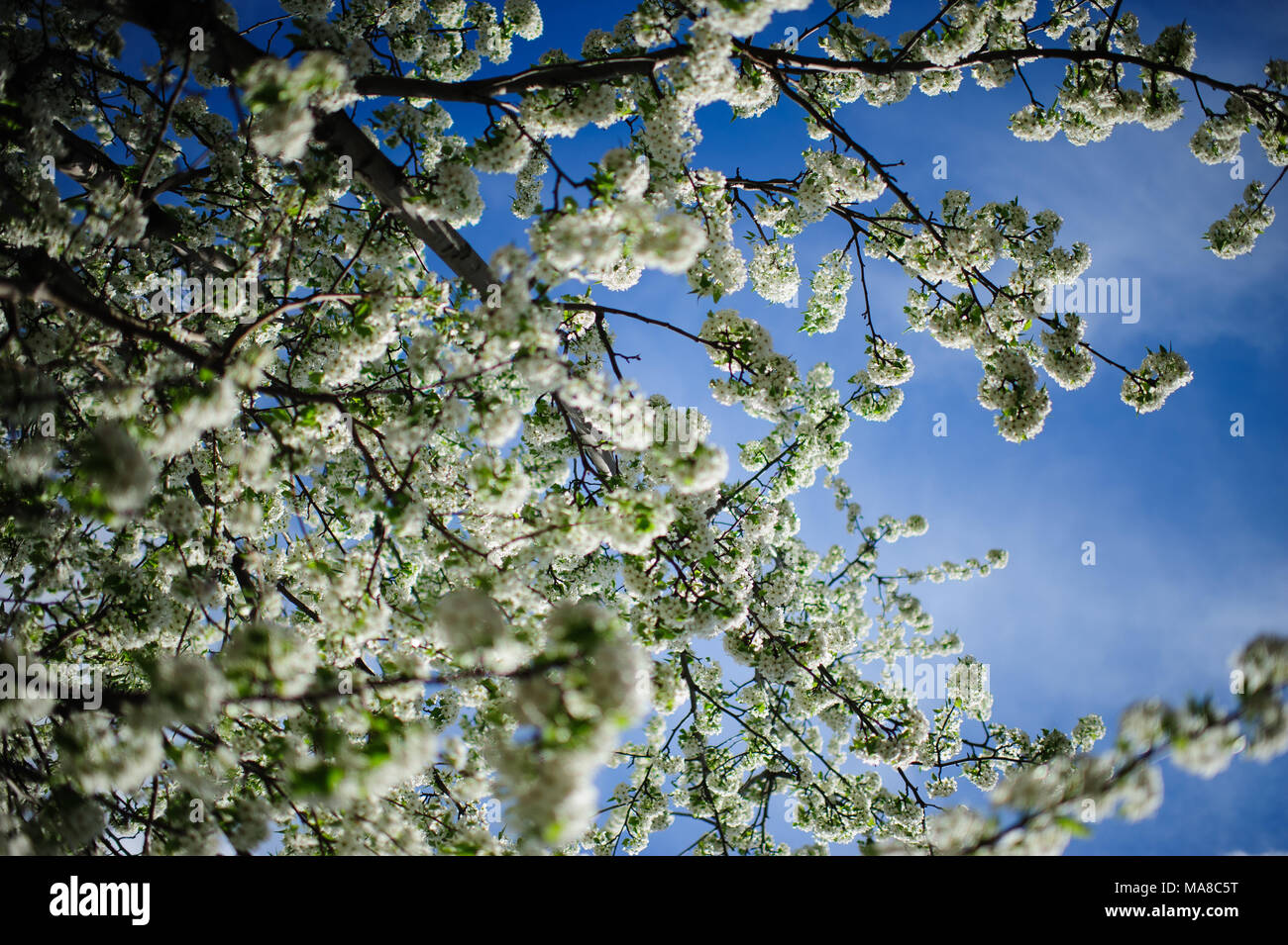 Brooklyn tree hi-res stock photography and images - Alamy