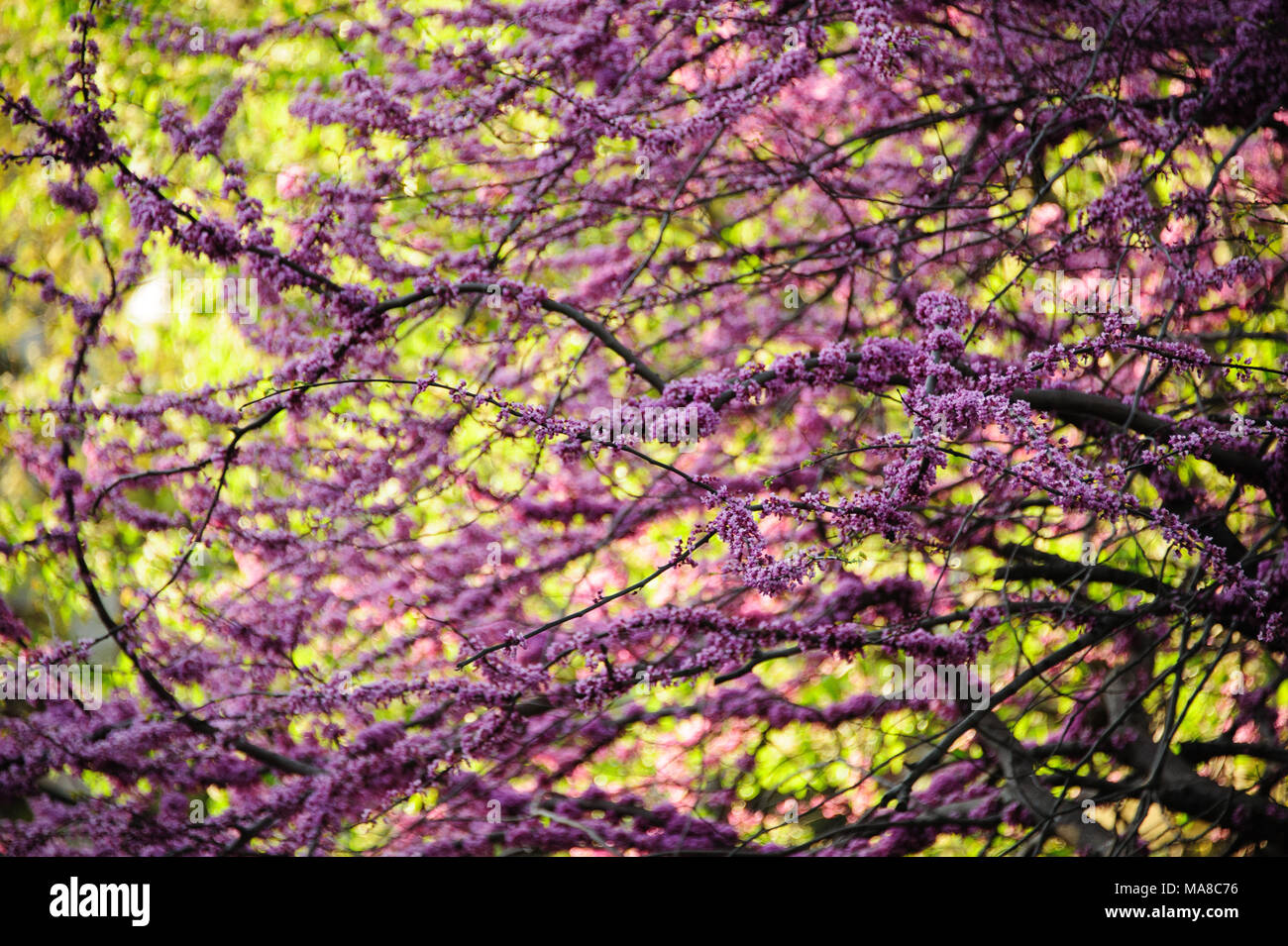 Eastern redbud tree hi-res stock photography and images - Alamy
