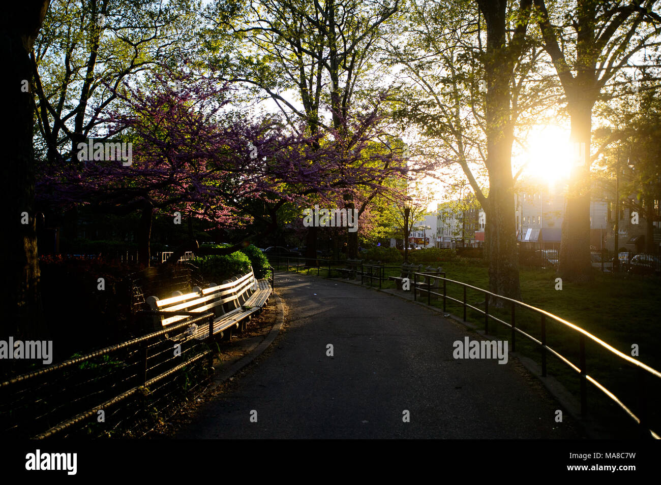 Sunlight filters through the trees along a path under an eastern redbud ...