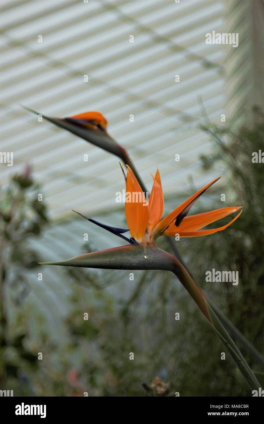 Male bird of paradise dancing hi-res stock photography and images - Alamy