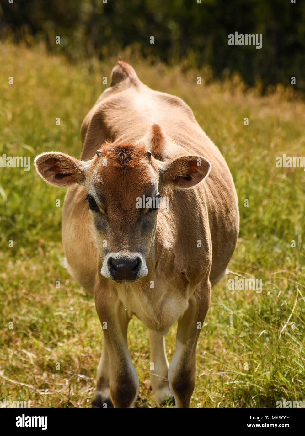 Dairy shorthorn cow hi-res stock photography and images - Alamy