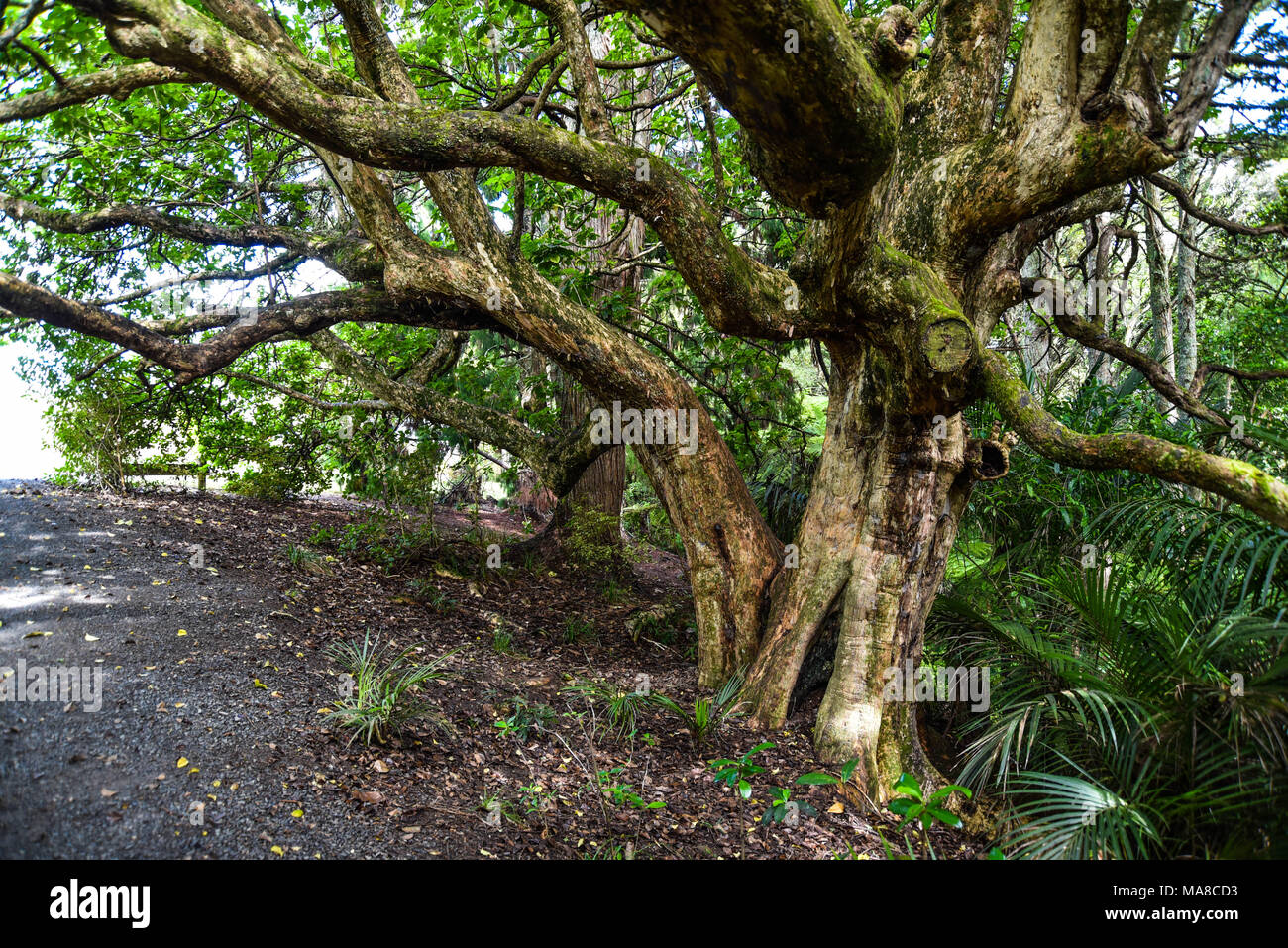 Family Tree Lineage High Resolution Stock Photography and Images - Alamy