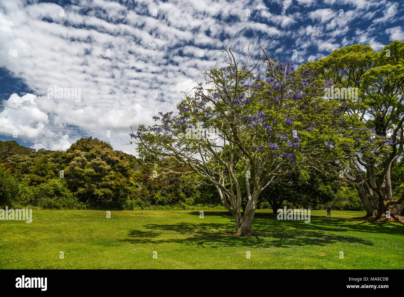 trees in field at Keri Keri Stock Photo - Alamy