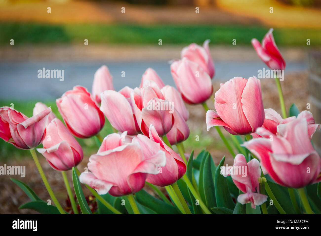 Pink tulips in nature hi-res stock photography and images - Alamy