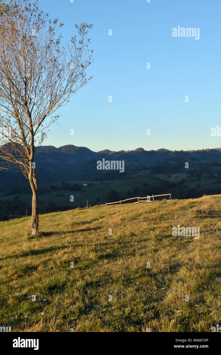 good morning tree Stock Photo - Alamy