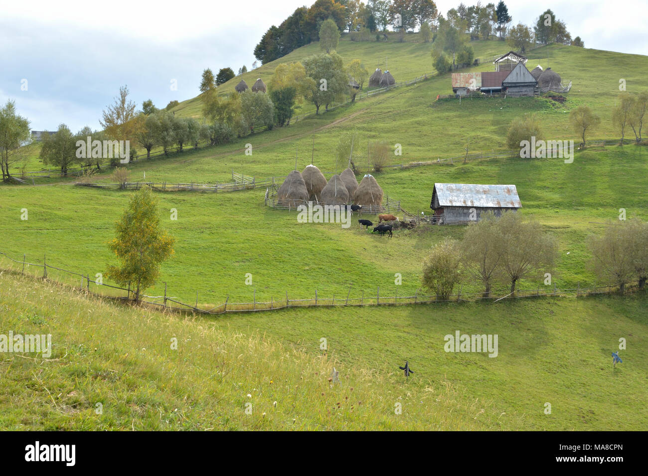 Romanian cows hi-res stock photography and images - Alamy