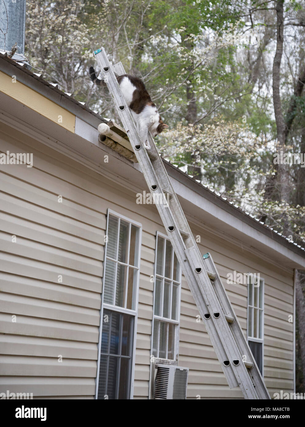 Missy the cat descending a ladder from a roof Stock Photo - Alamy