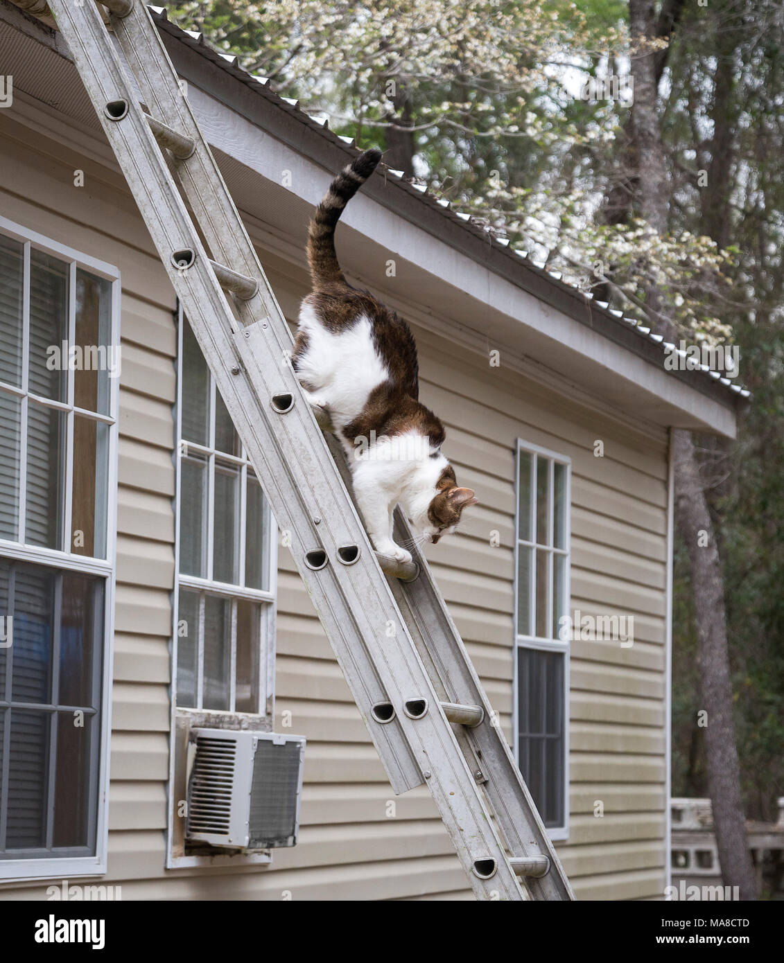 Agility ladder hi-res stock photography and images - Alamy