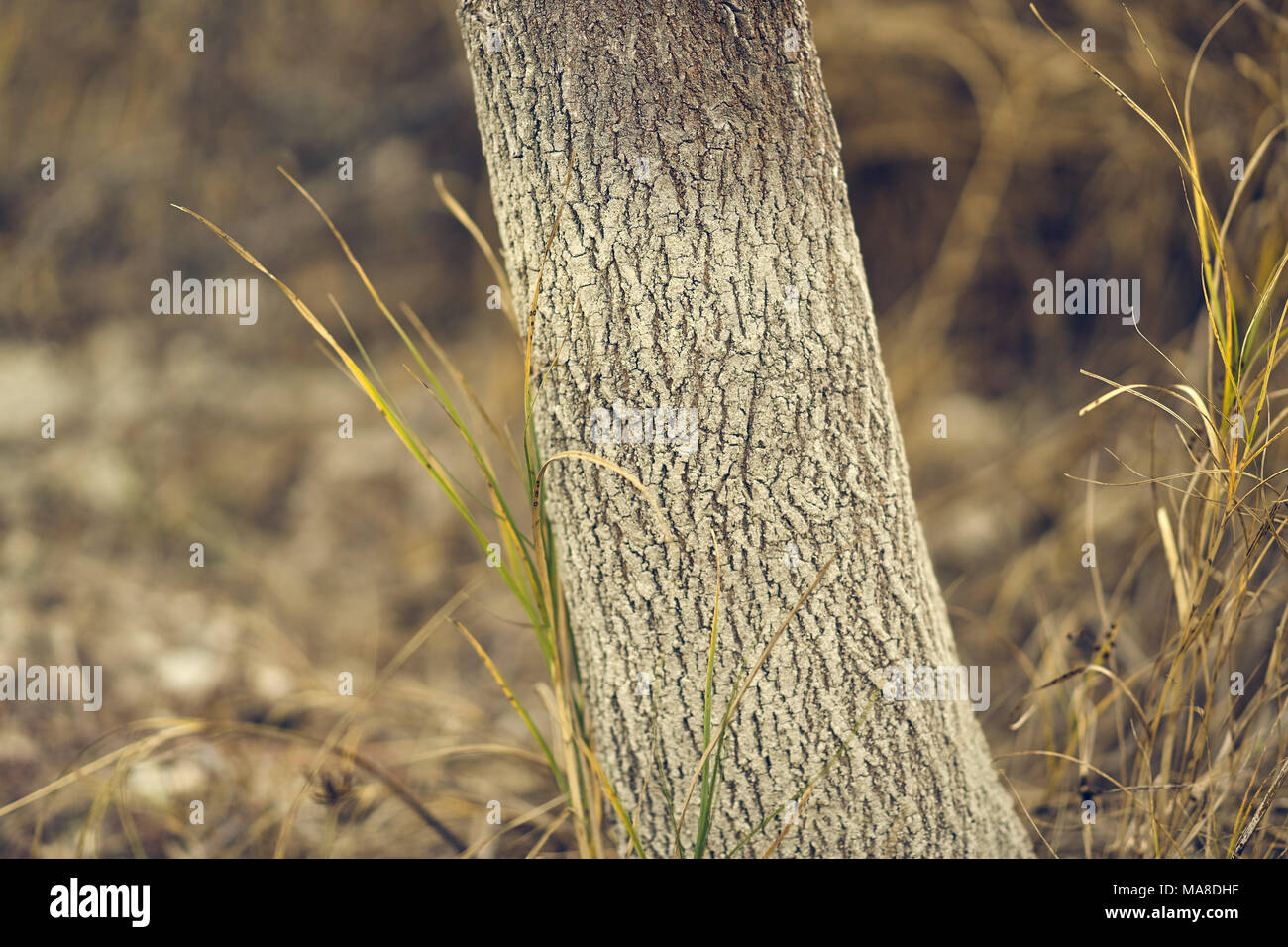 Tree trunk with gradient colors and autumn dry grass on a blurred ...