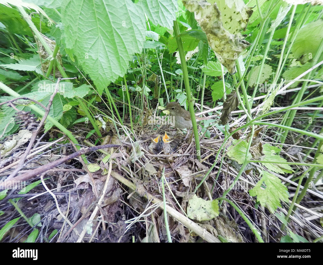 Nightingale family hi-res stock photography and images - Alamy