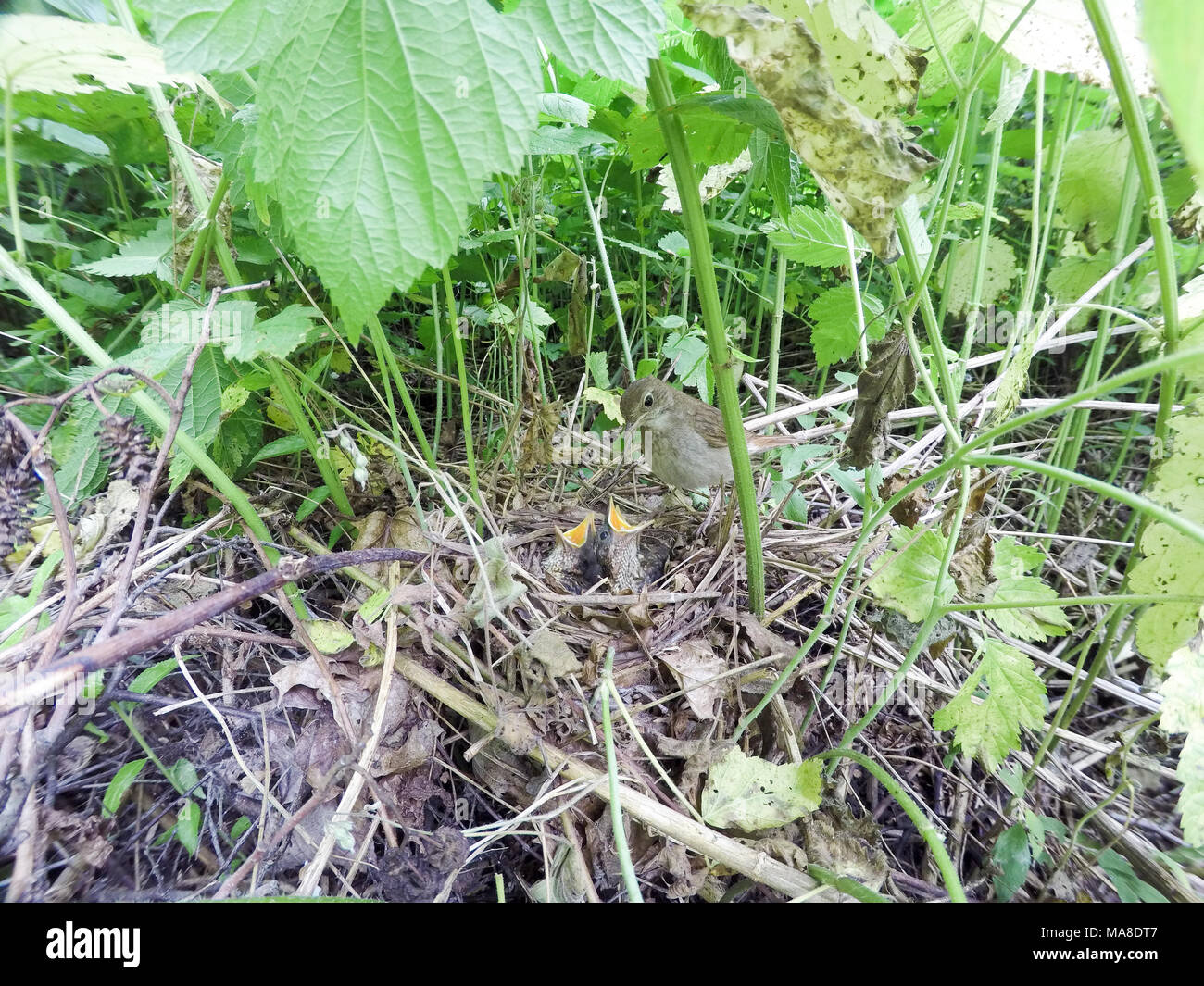 Baby nightingale hi-res stock photography and images - Alamy
