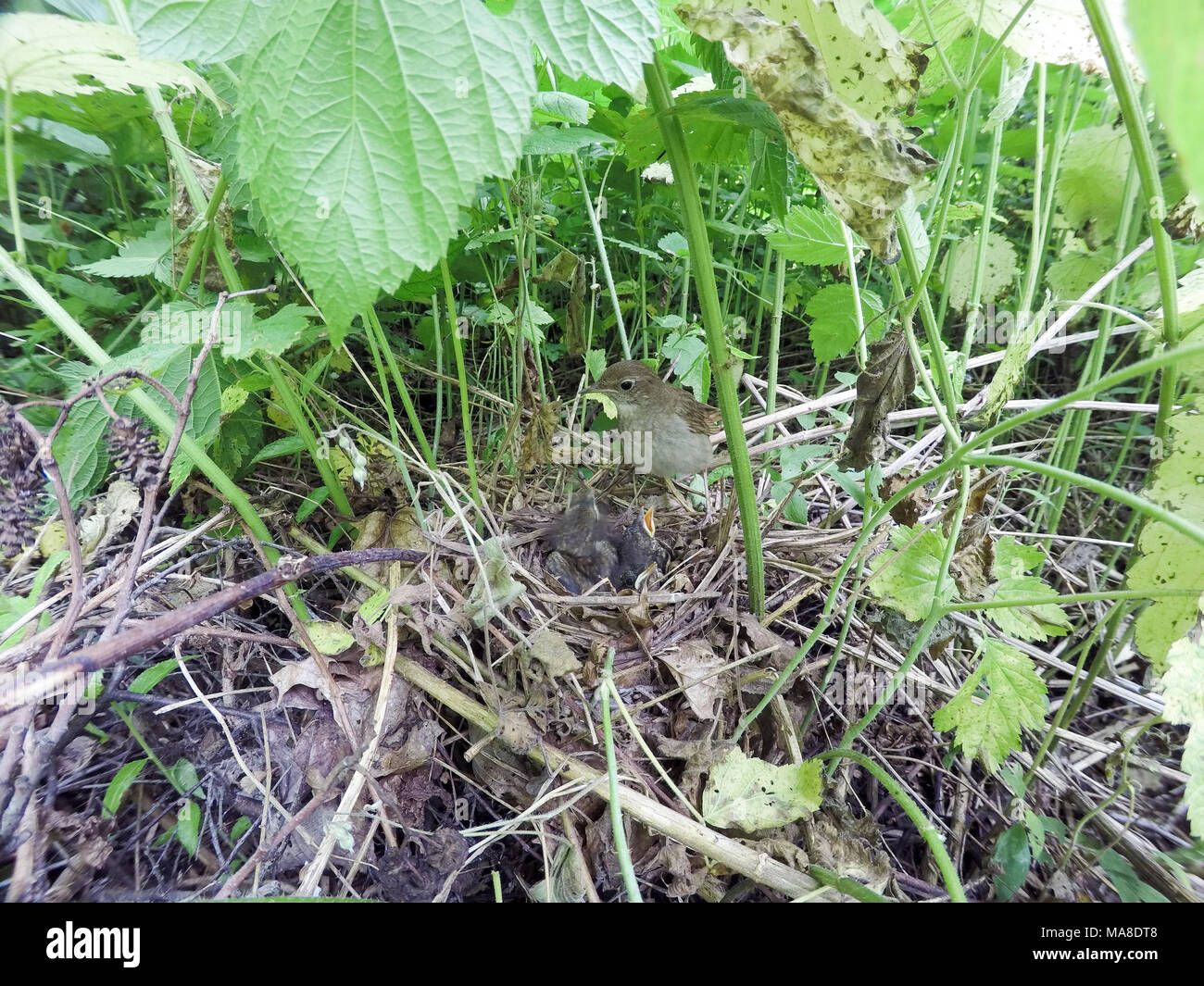 Nightingale family hi-res stock photography and images - Alamy