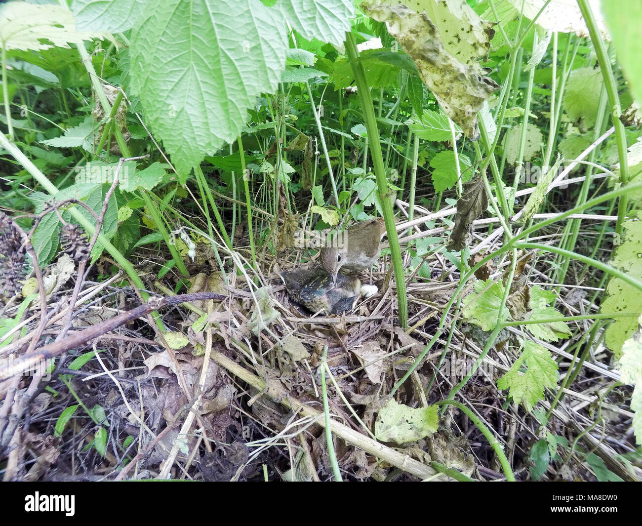 Luscinia luscinia. The nest of the Thrush Nightingale in nature. Russia ...