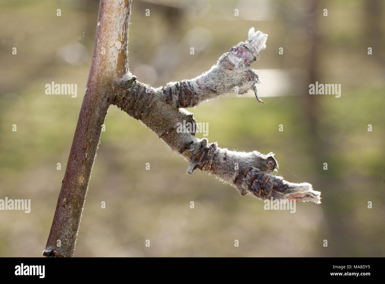 Apple buds on a twig, macro image of a Stock Photo - Alamy