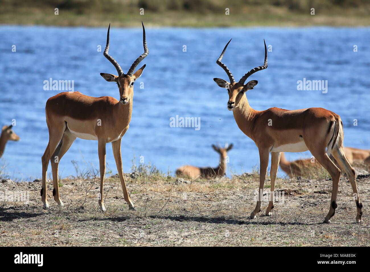 Curious Impala High Resolution Stock Photography and Images - Alamy
