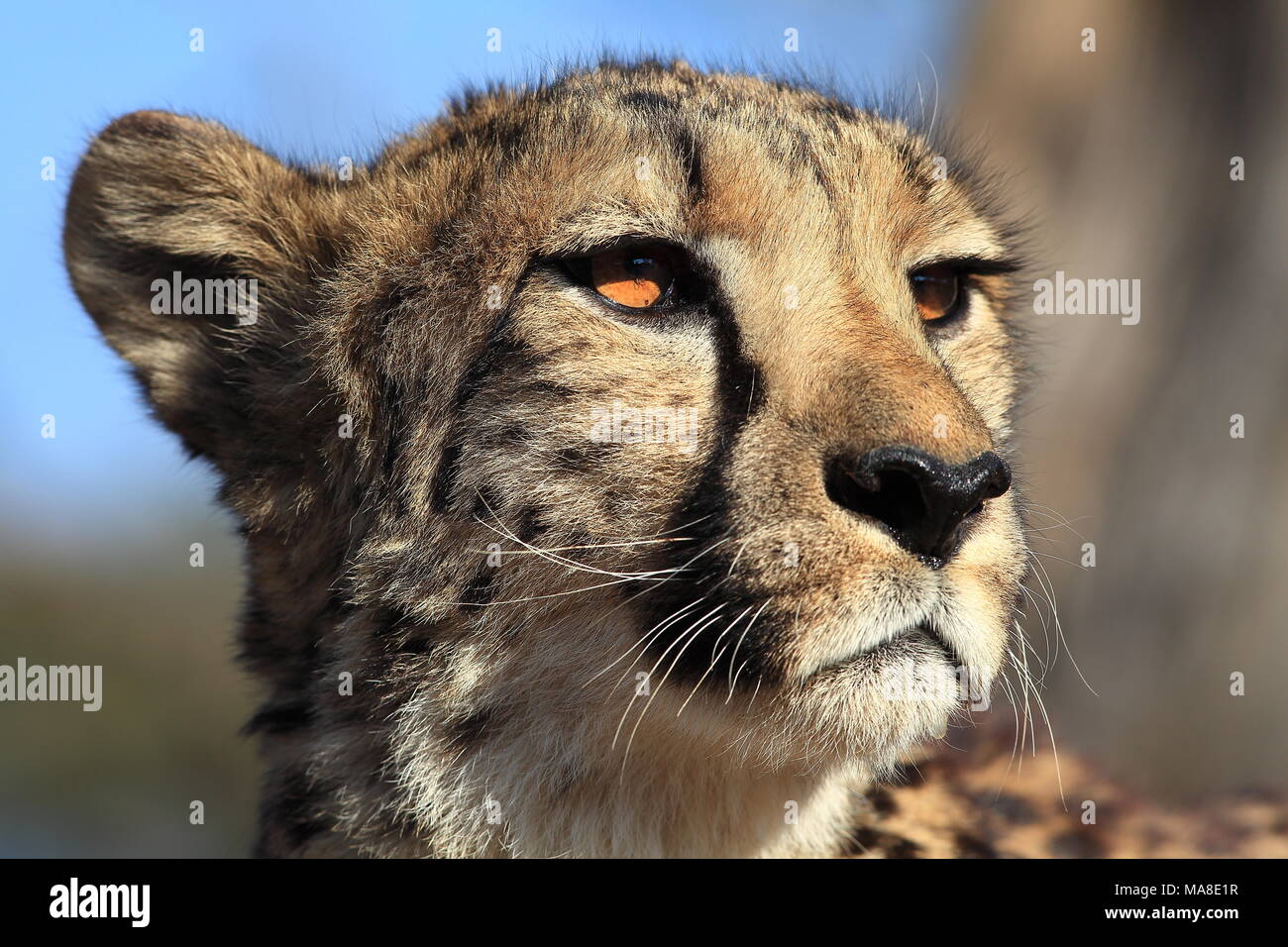 Rare big cats hi-res stock photography and images - Alamy
