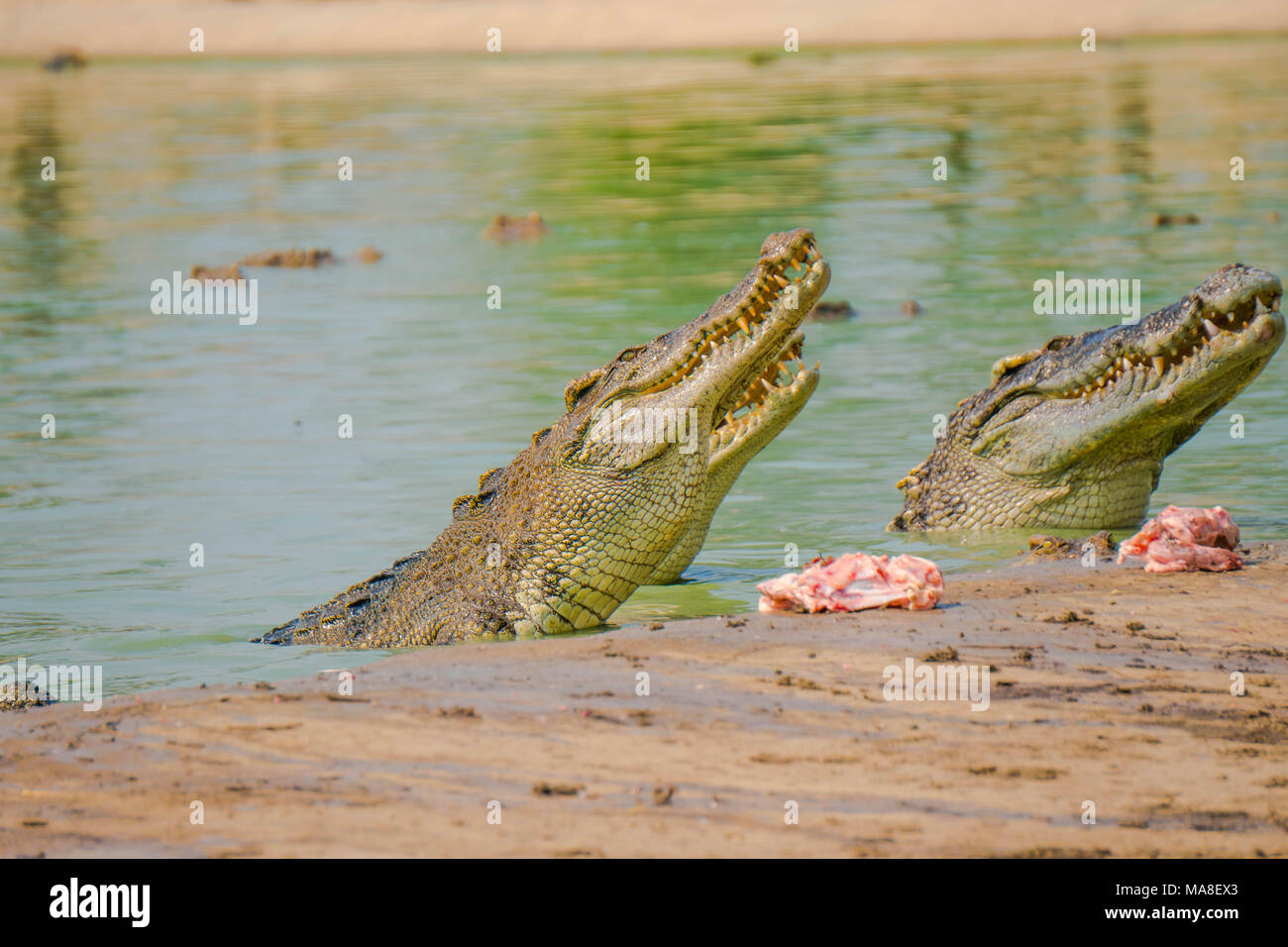 Crocodile in the farm is eating fresh food Stock Photo - Alamy